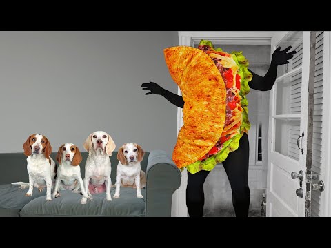 Dogs face giant taco in hilarious backyard battle