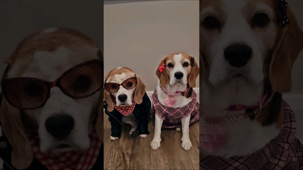 Warning: Don’t break into my house with a beagle inside