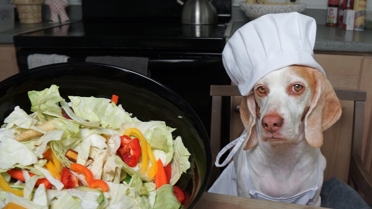Dog Makes Salad: Funny Dog Maymo