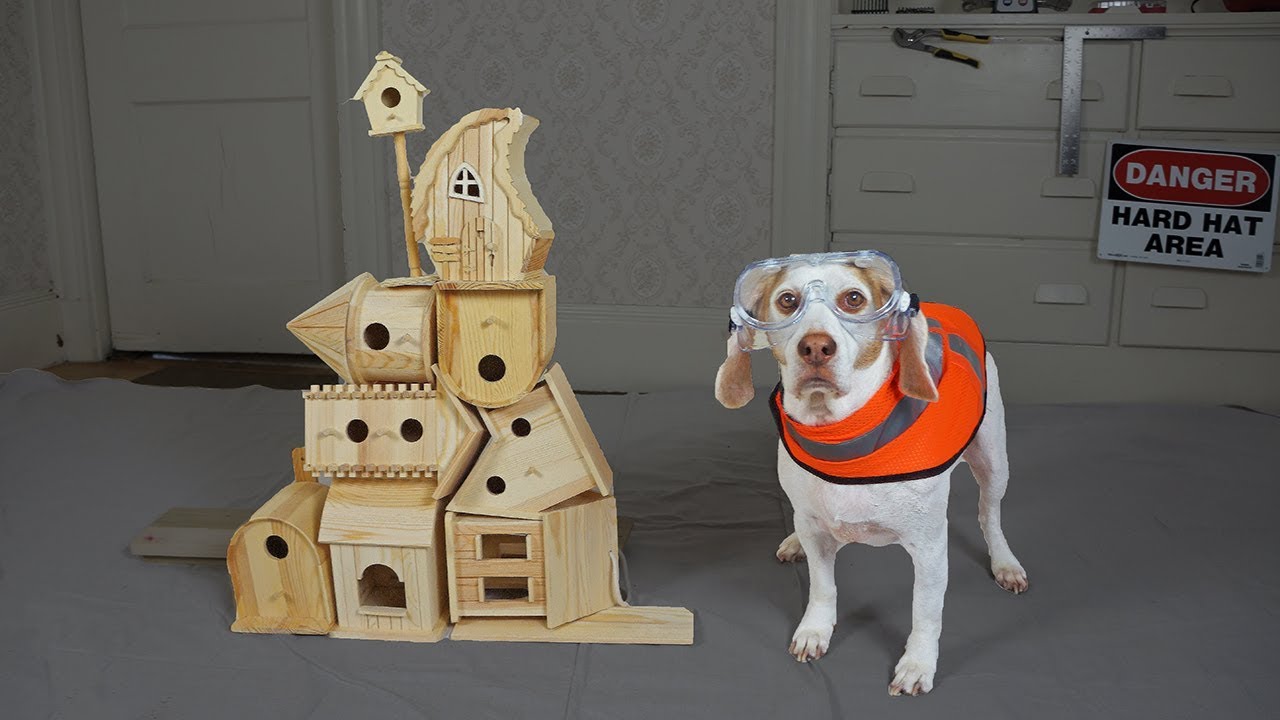 Dog Makes DIY Bird House: Funny Dog Maymo Crafts