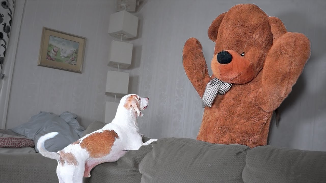 Dog battles a teddy bear in a playful prank
