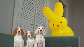 Dogs Encounter Giant Bunny From Outer Space