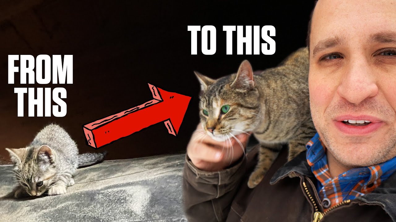 Watching a tiny barn kitten transform into a skilled farm hunter