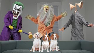 Dogs Meet Monsters—and They’re Not Even Scared