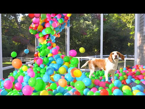 Owner turns porch into mega ball pit for puppy surprise