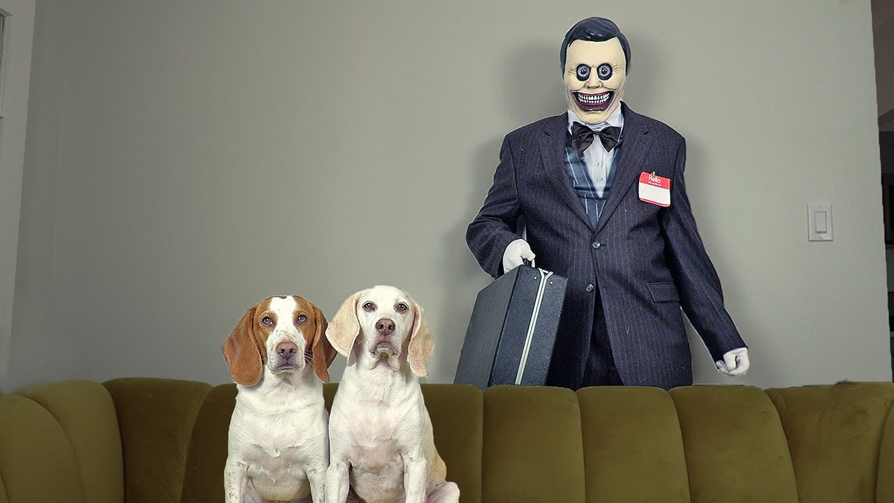 Dogs battle zombie salesman in epic creepypasta prank