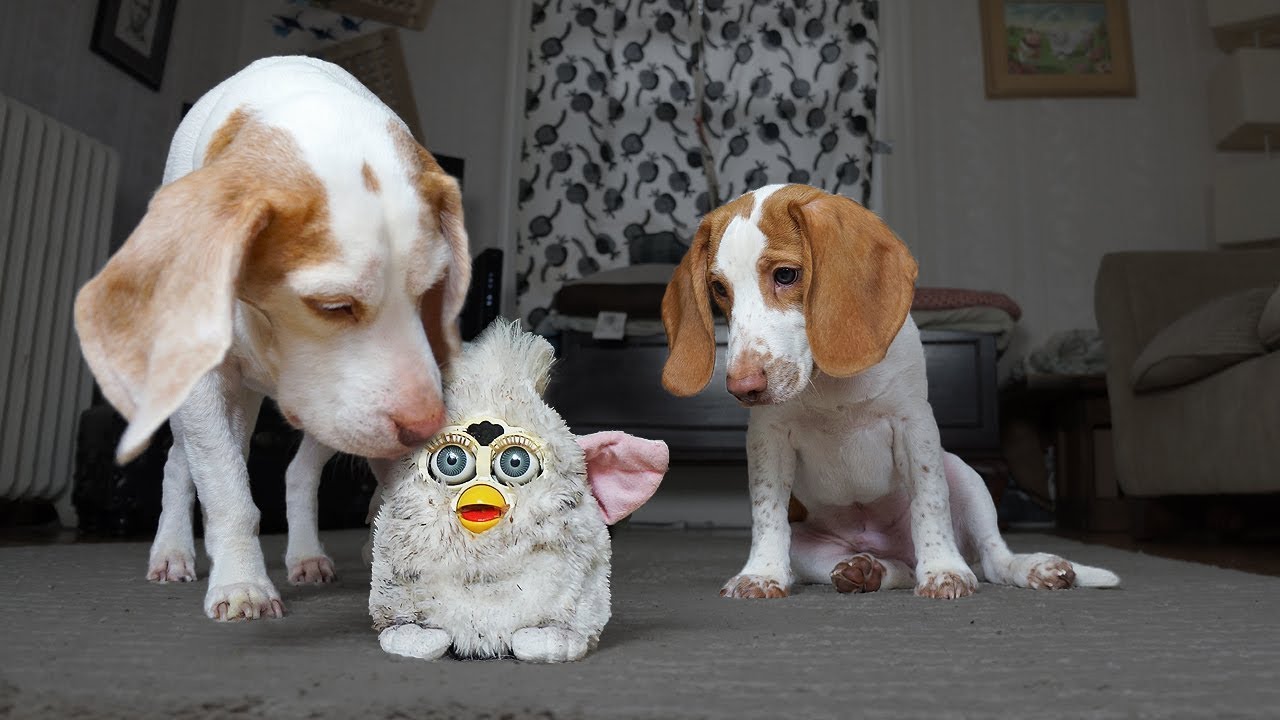 Dog rescues puppy from an evil Furby