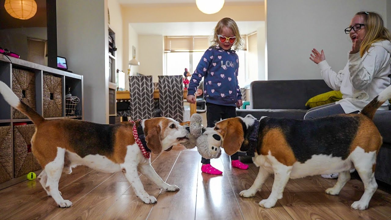 Smart Beagles Master This Hide and Seek Toy: Prepare to Be Impressed