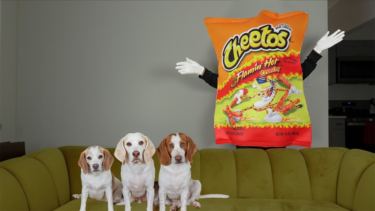 "Dogs vs Giant Cheetos Bag! Maymo, Potpie & Penny Battle"