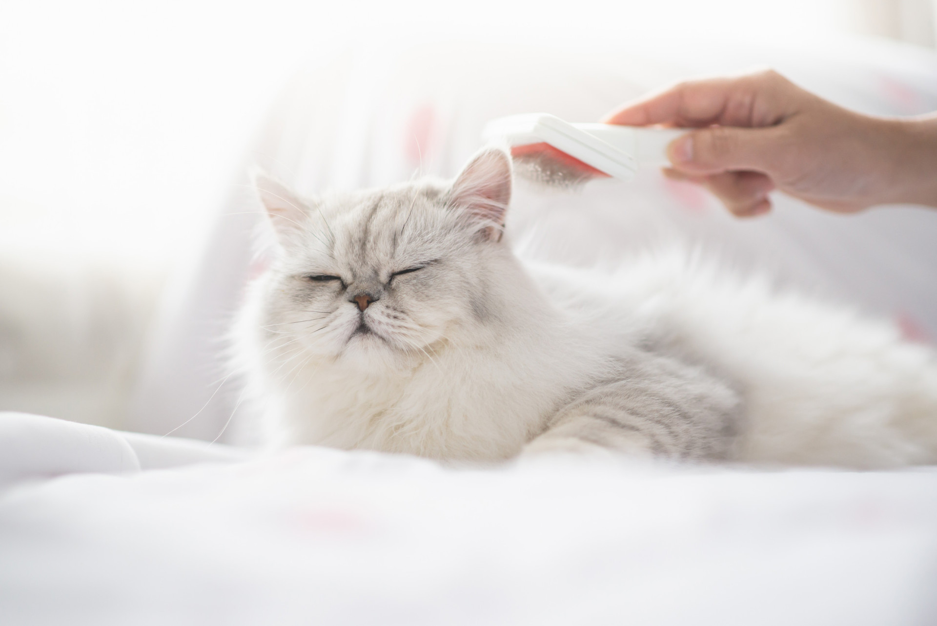 The fluffiest cat breeds for endless cuddles