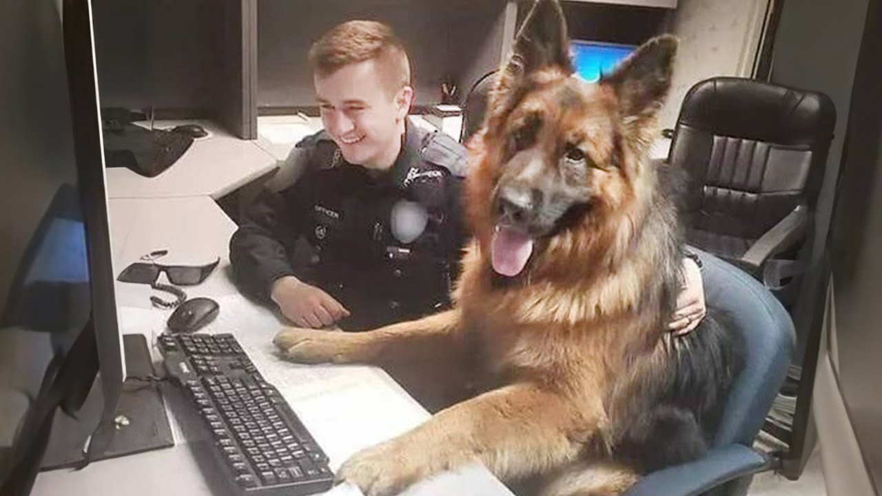 German Shepherd Moments So Funny You’ll Laugh Out Loud