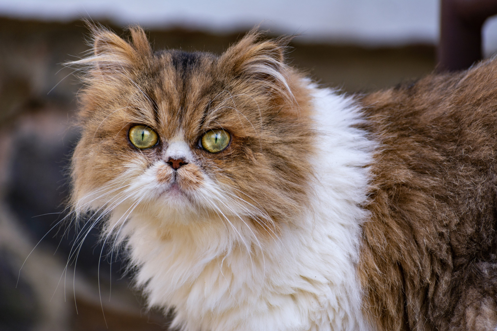 The fluffiest cat breeds for endless cuddles