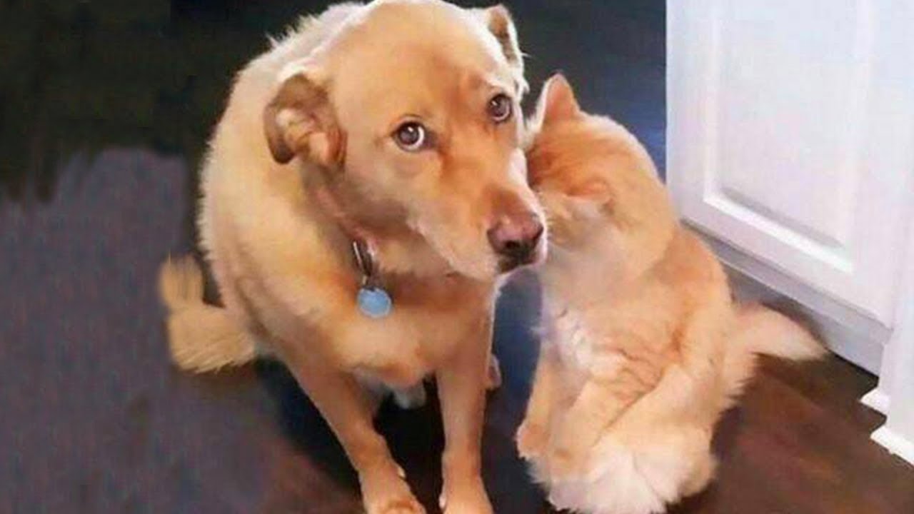 Unbelievable Animal Moments That’ll Make You Laugh