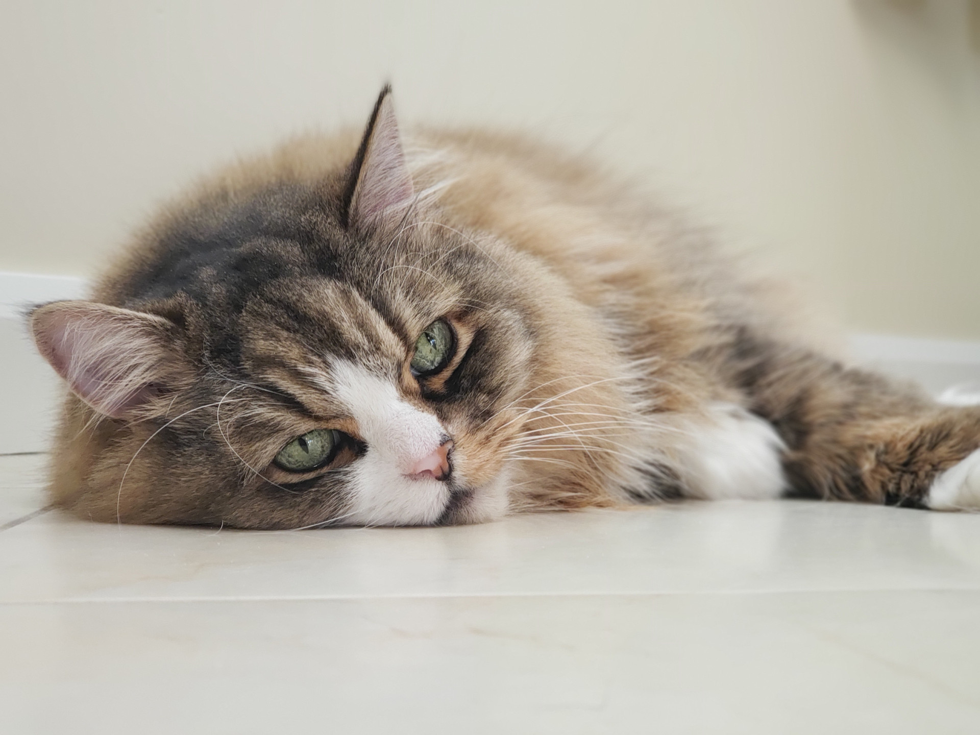 The fluffiest cat breeds for endless cuddles