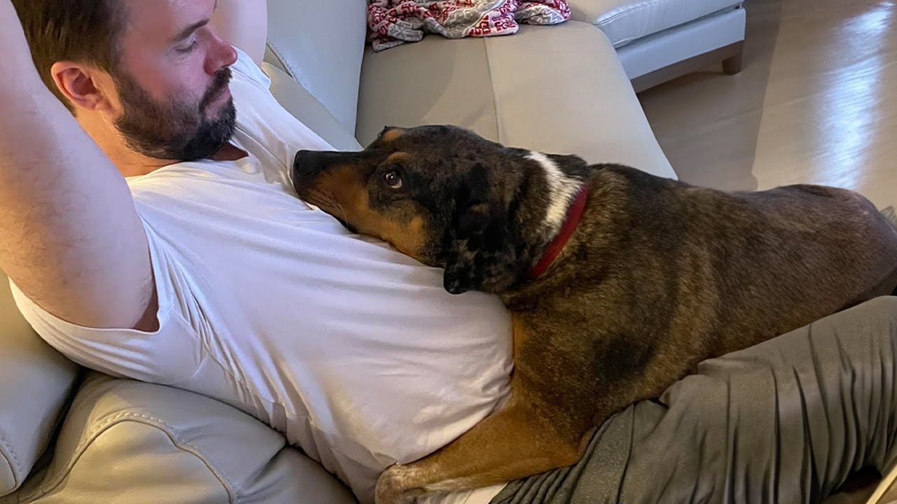 Dogs staring into owners’ souls will warm your heart today