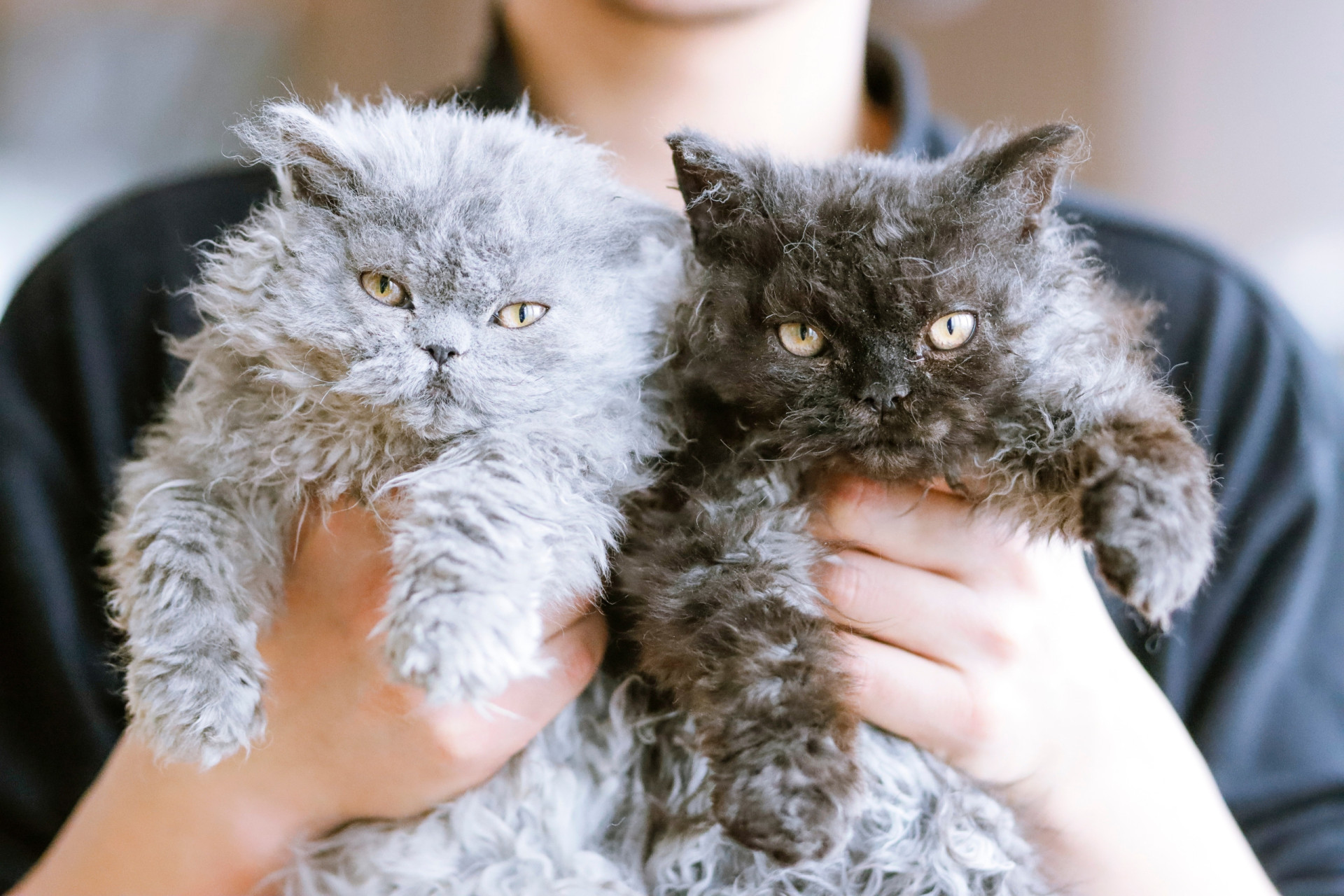 The fluffiest cat breeds for endless cuddles