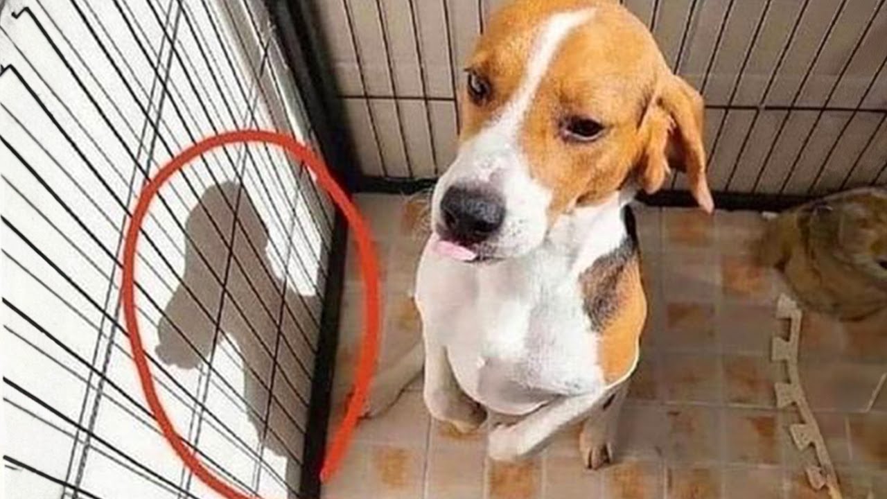 The funniest dog moments you’ll ever see, guaranteed