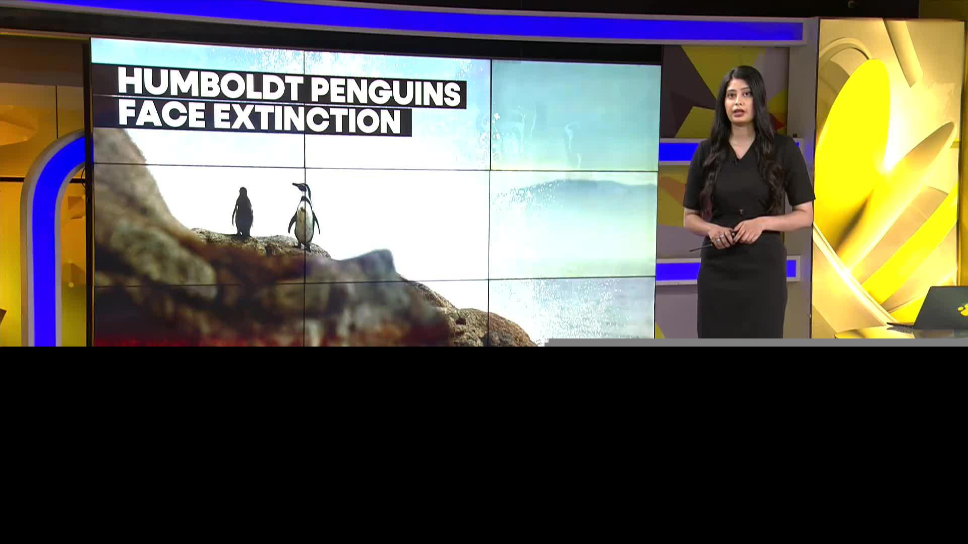 Chile's Humboldt penguins could face extinction as population plummets Chile's Humboldt penguins could face extinction as population plummets
