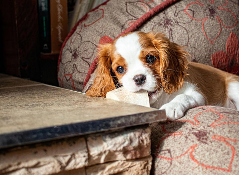 Average Dog Breed Lifespans: Here is how long you can expect 17 popular ...