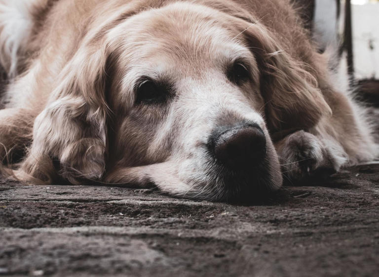 Dog Lifespans: This is how long 17 popular breeds of adorable dog live ...