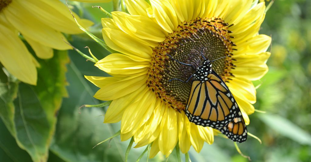 10 Reasons Why You Should Be Growing Sunflowers By Your Front Door