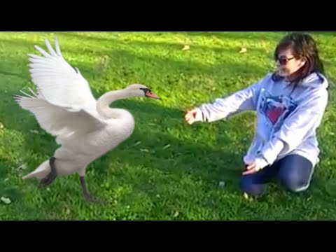 Even more touching animal reunions with their humans