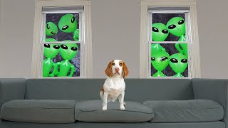 Puppy Not Scared of Alien Invasion Prank: Cute Puppy Dog Indie gets ...