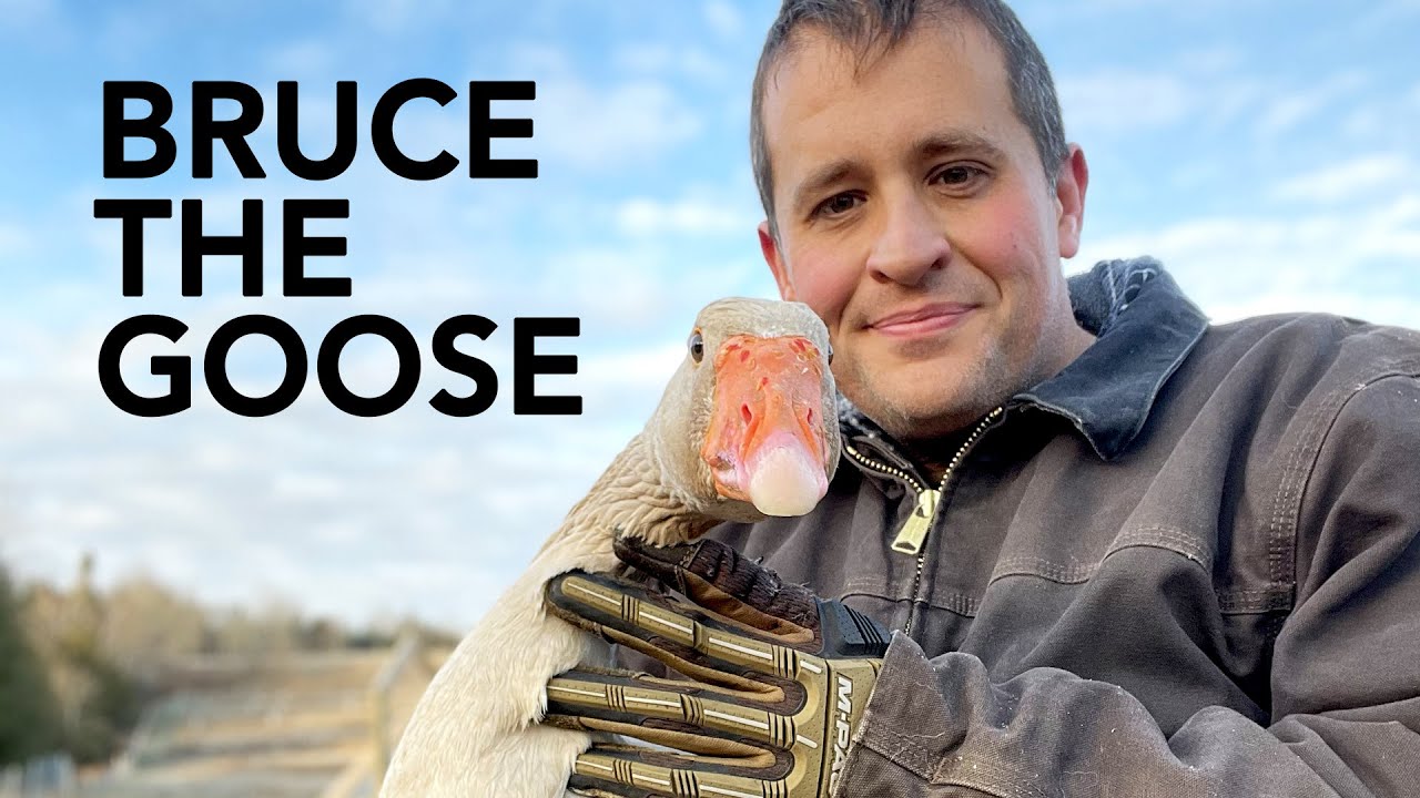 "Meet Bruce, the Goose"