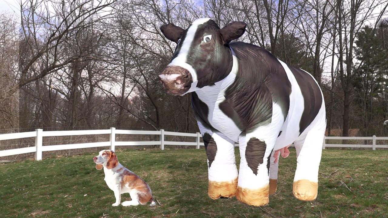 Dog Surprised by Giant Cow: Cute Dog Indie vs Cows