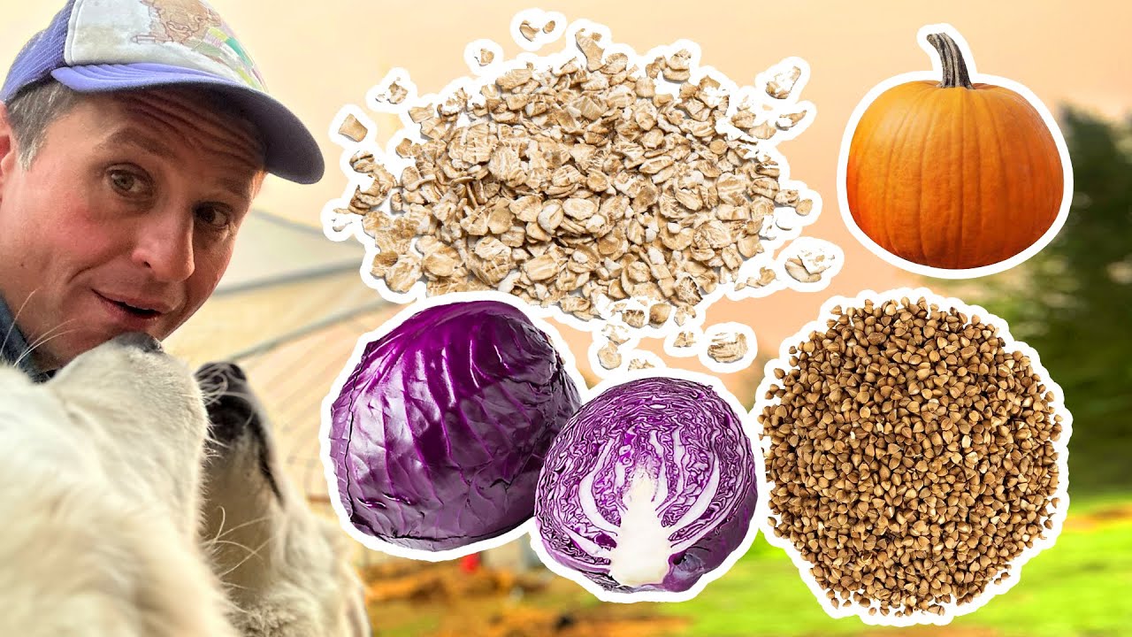 What Crops Farmers Grow to Feed Their Hungry Animals