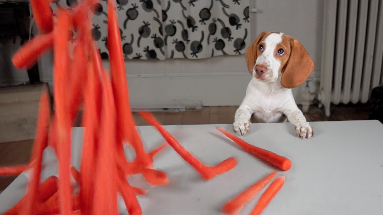 Puppy gets carrot surprise with beagle dog hilarity