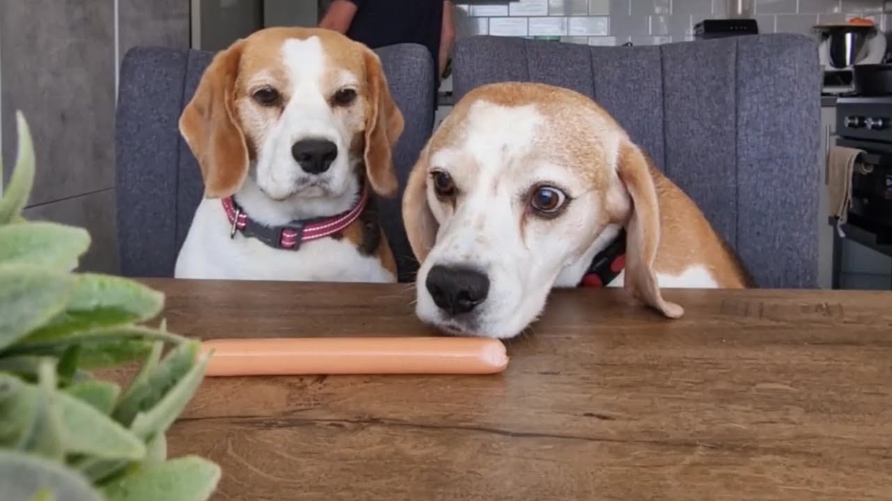 Teaching beagles self-control around food goes wrong