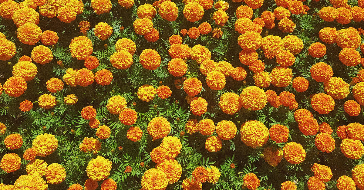 Grow These 11 Orange Flowers for a Fiery Fall Garden This Year