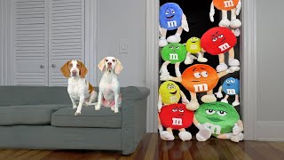 Dogs vs giant M&M candy prank sparks colorful chaos