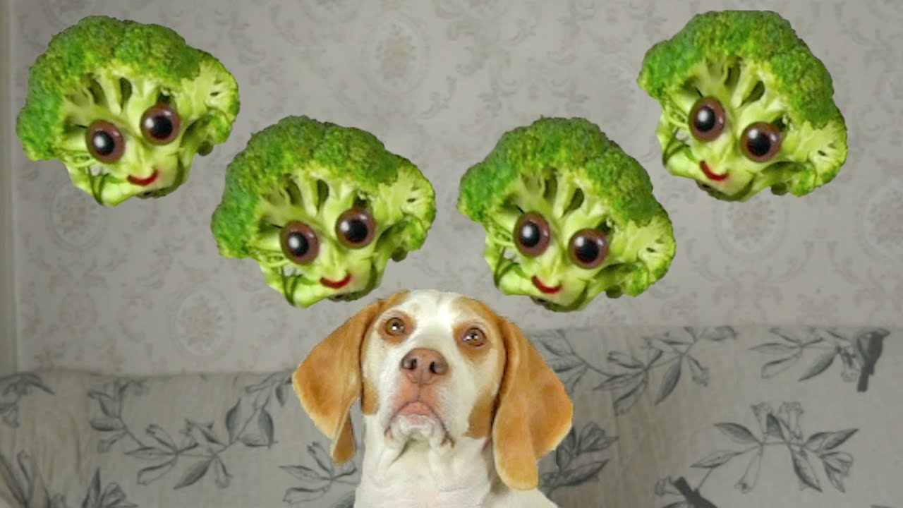 Dog Tries Broccoli in Silly Snacktime Prank