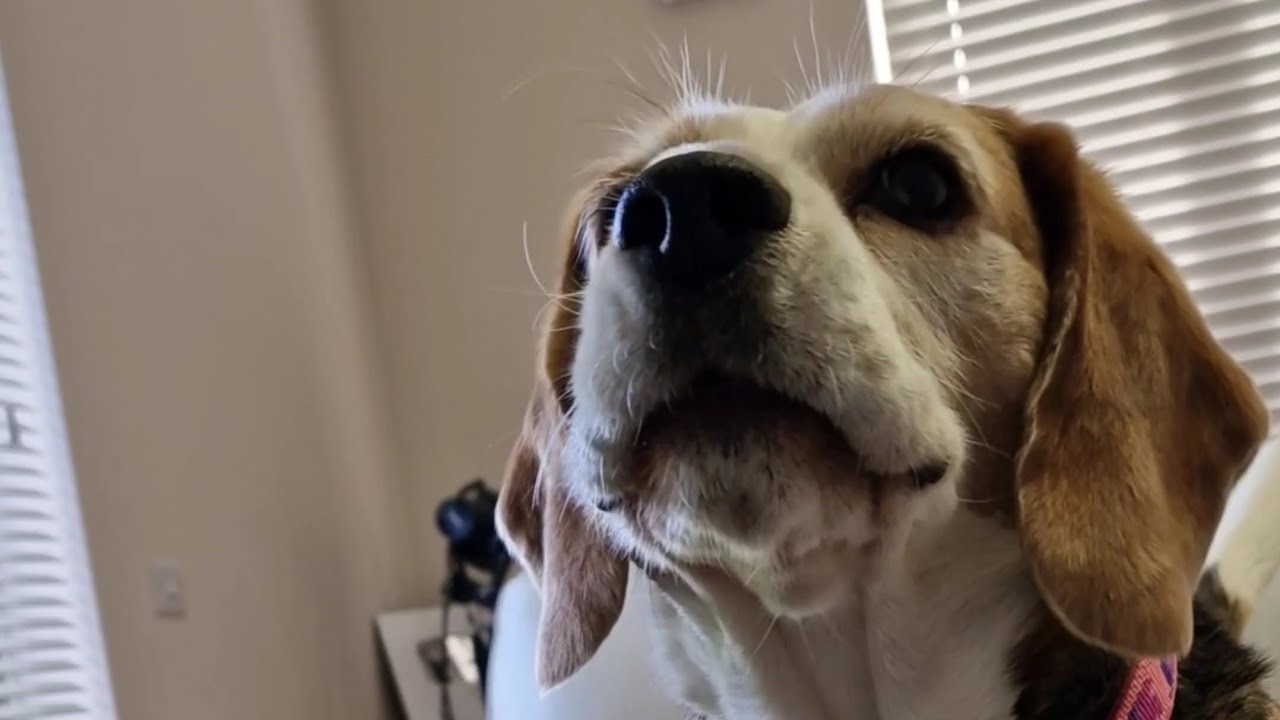 Beagles Pick the Scariest Movie and Their Reactions Are Priceless!