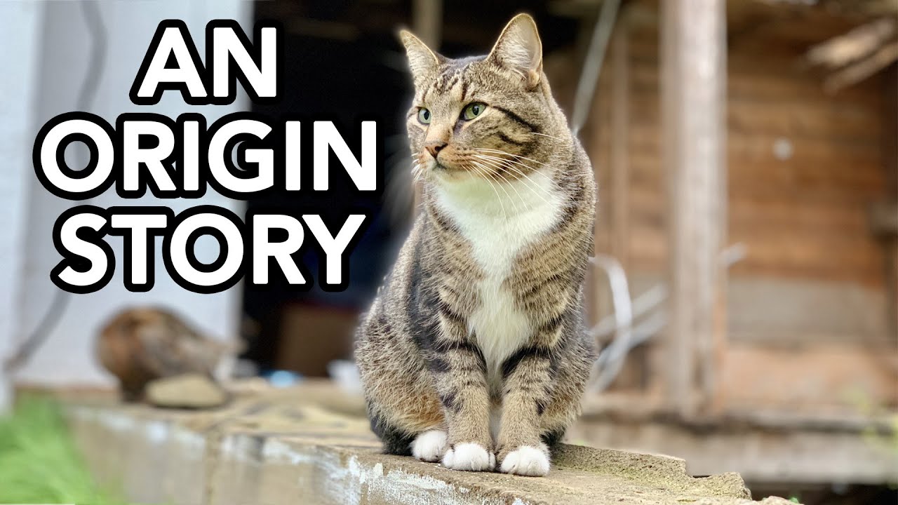 The origin story of Pablo, the barn cat