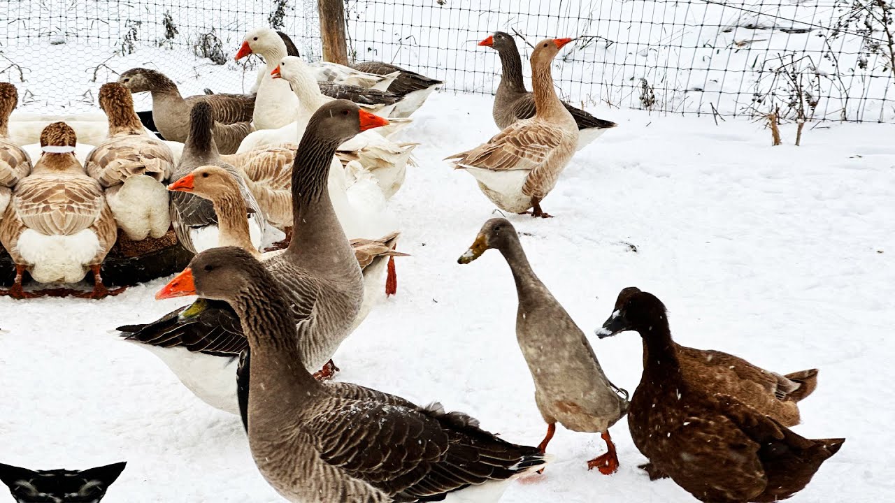 Why ducks and geese stay on the farm for winter