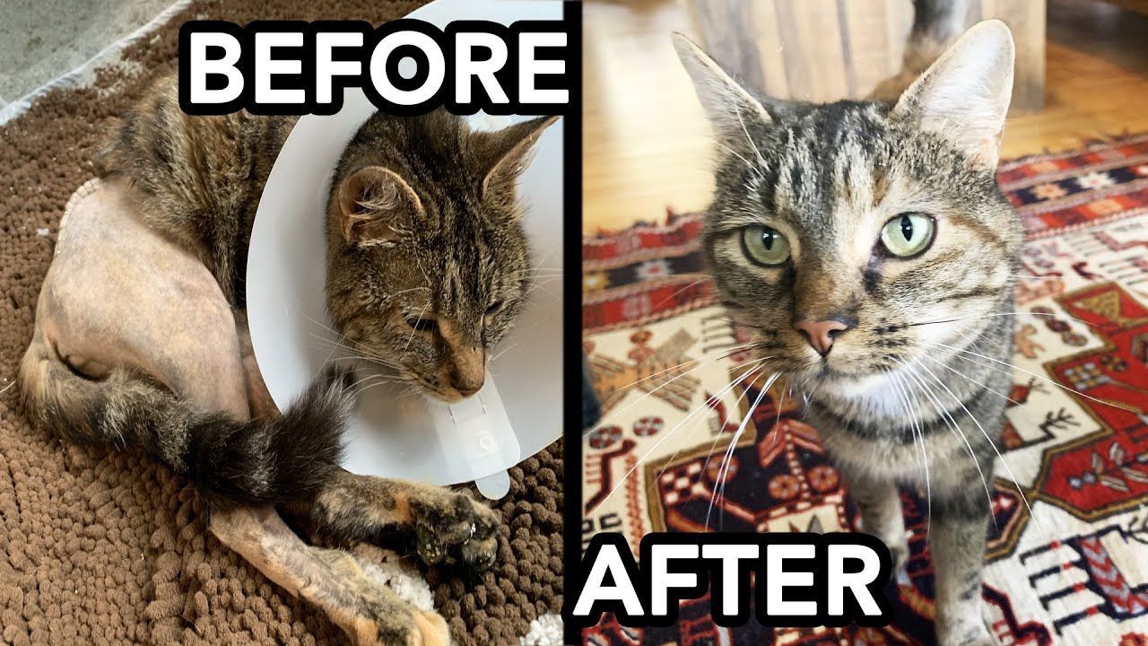 Making a barn cat adjust to a house cat lifestyle