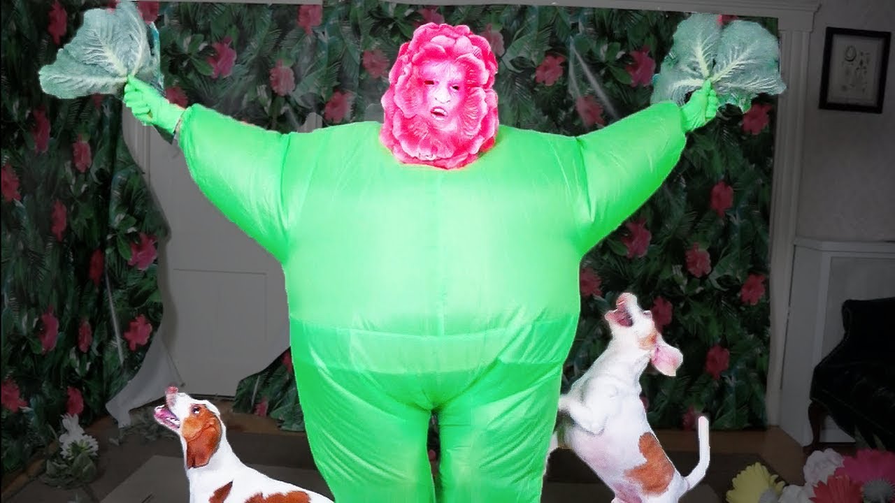 Dogs react to a dancing flower man