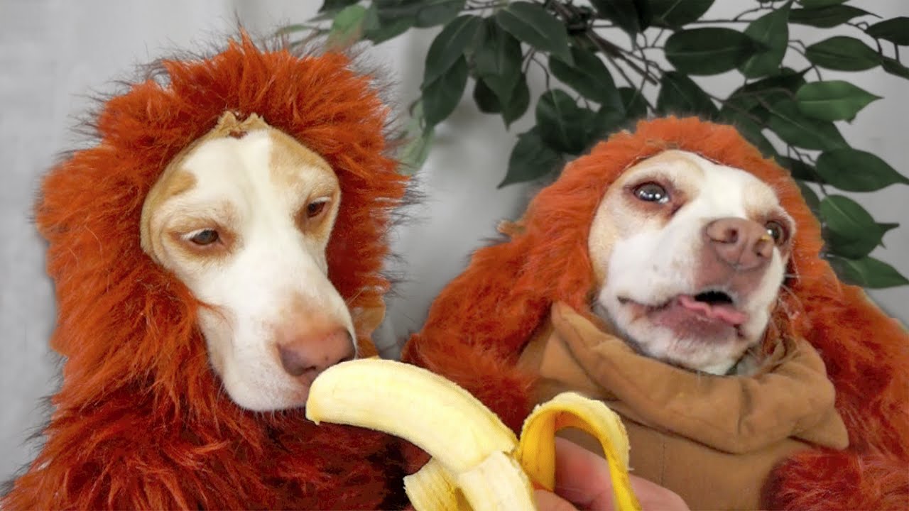 Two dogs attempt surprisingly convincing costume disguises