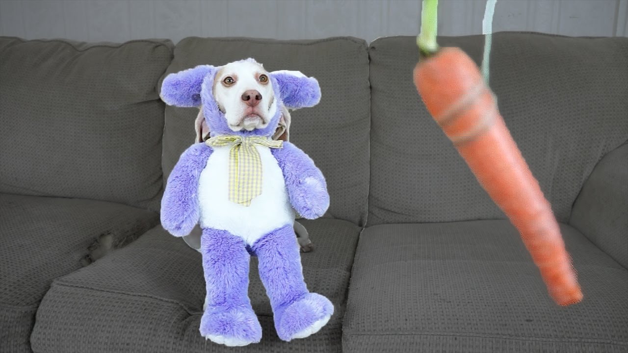 Beagle dog faces floating veggies in bunny dog adventure