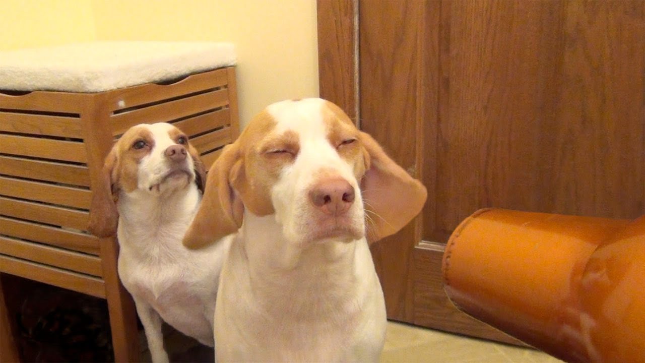 A dog happily leans into a blow dryer
