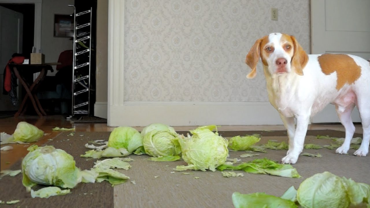 Dog’s Reaction to Cabbages Is Pure Comedy