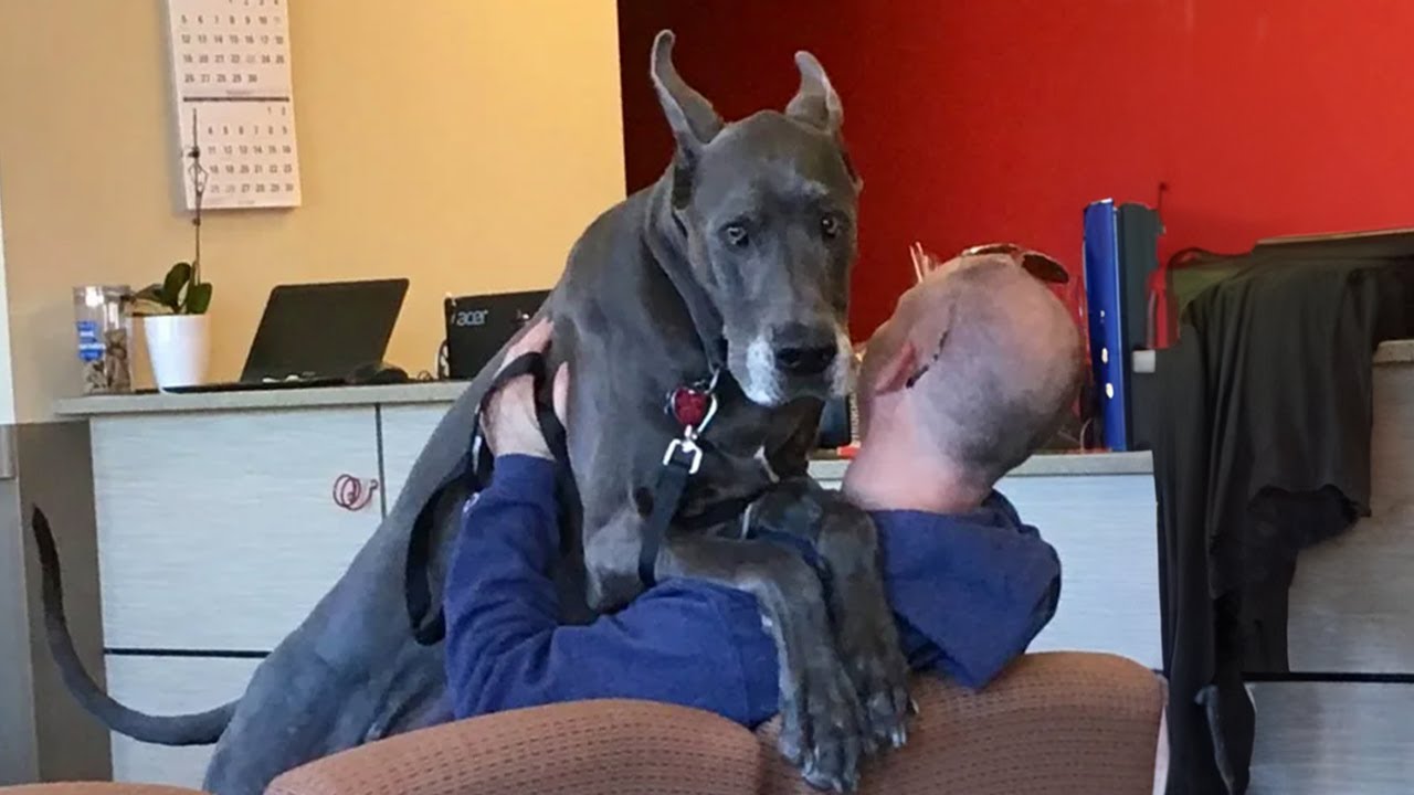 Even big dogs panic at the vet, and it’s hilarious