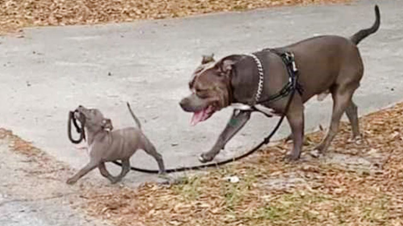 These dogs’ silly antics are impossible not to smile at