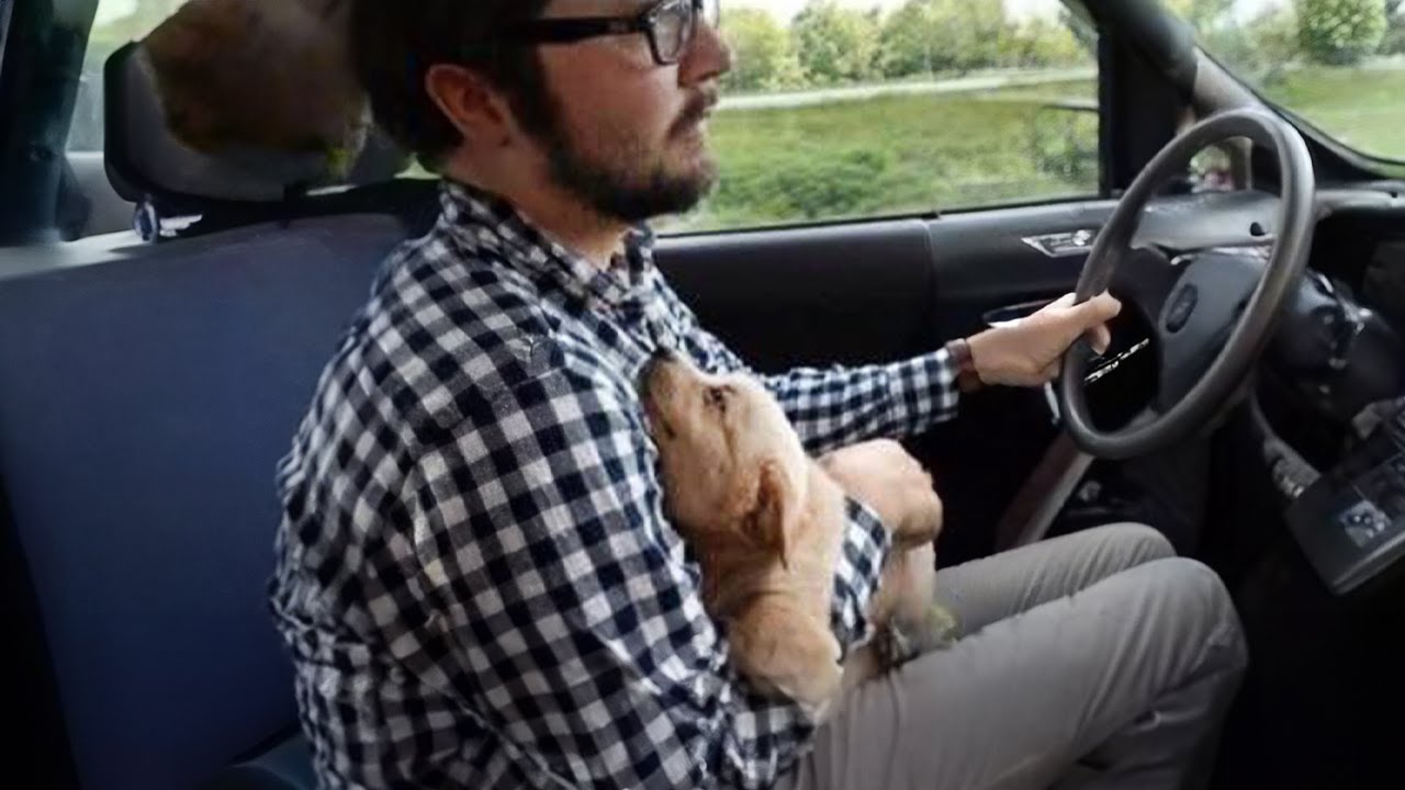 Dogs truly are the best medicine for humans with their humor