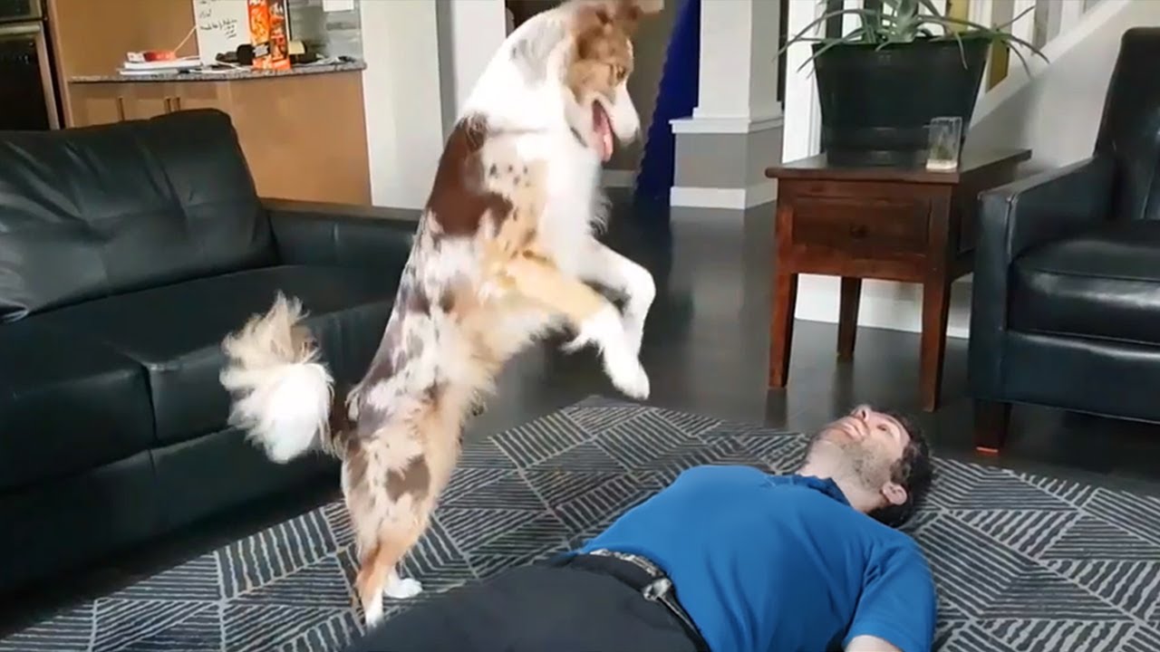 When a dog’s surprising smarts brighten a gloomy day