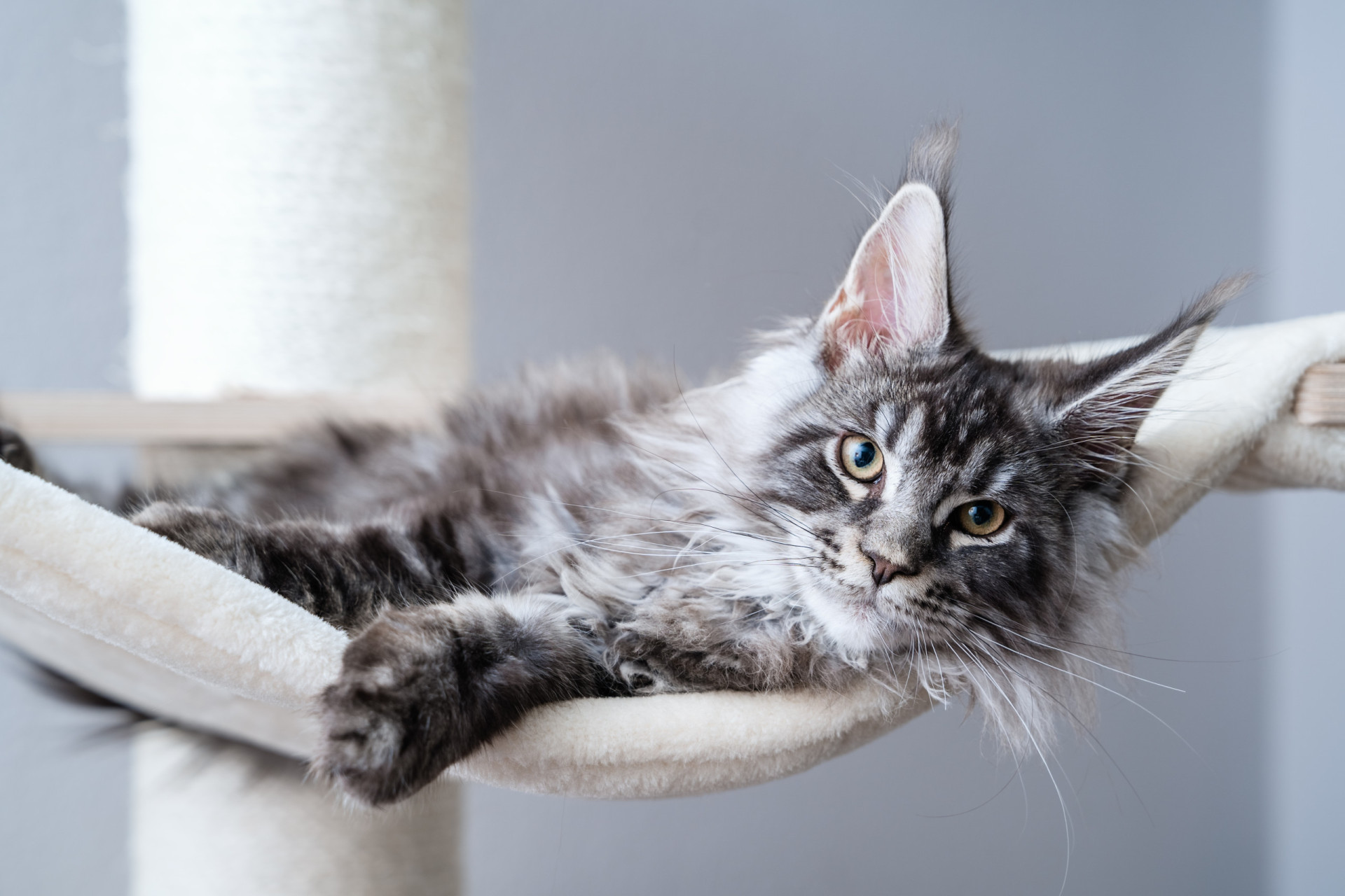 Vous ignoriez ces faits étonnants sur les chats