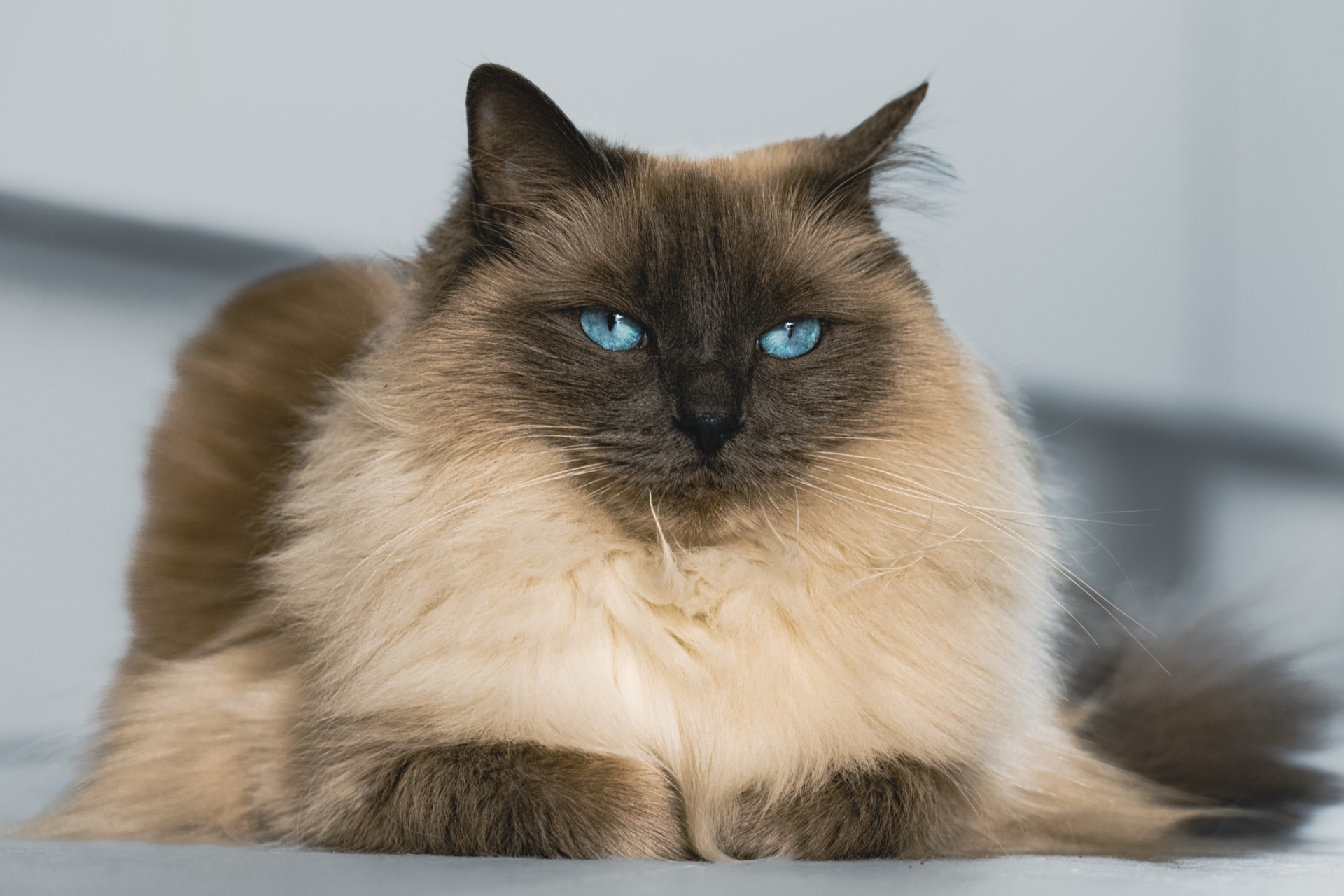 Les races de chats aux poils les plus soyeux pour des câlins à n'en plus finir